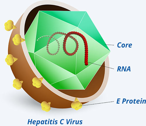 Hepatitis C - Skyemed Pharmacy